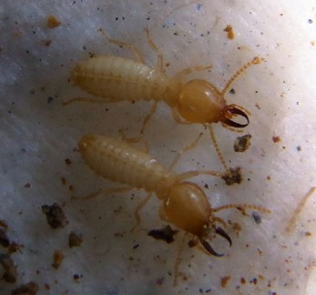 The soldier termites - Termite Web