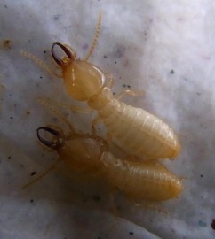 Termite pictures - Coptotermes curvignathus - Termite Web