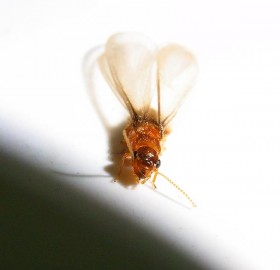 The flying termites or alates - Termite Web