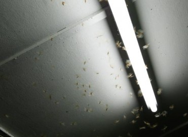 The flying termites or alates - Termite Web