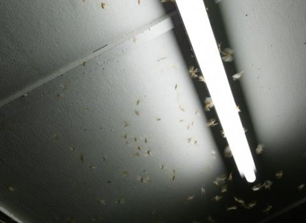 The flying termites or alates - Termite Web