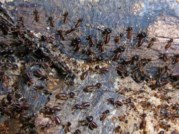 Termite pictures - Longipeditermes longipes - Termite Web
