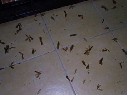 Flying termites - The nuptial flight - Termite Web