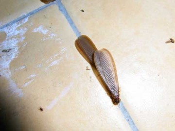 Flying termites - The nuptial flight - Termite Web