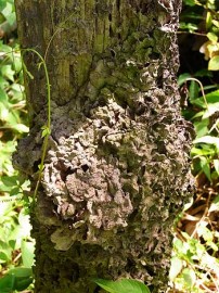 Microcerotermes - Termite Web