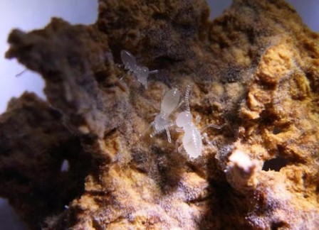 The typical termite life cycle - Termite Web