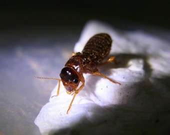 The Termite Queen - Termite Web