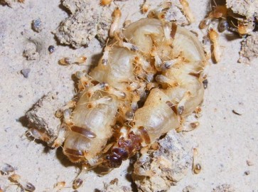 The Termite Queen - Termite Web