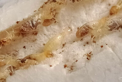 Rearing Termites - Termite Web